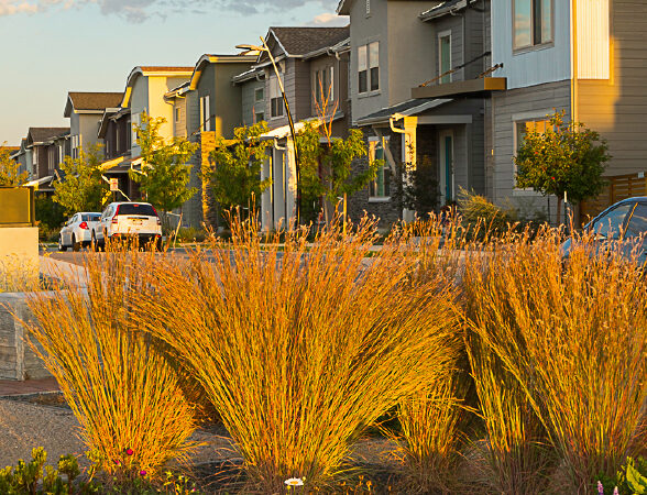 Midtown - Norris Design